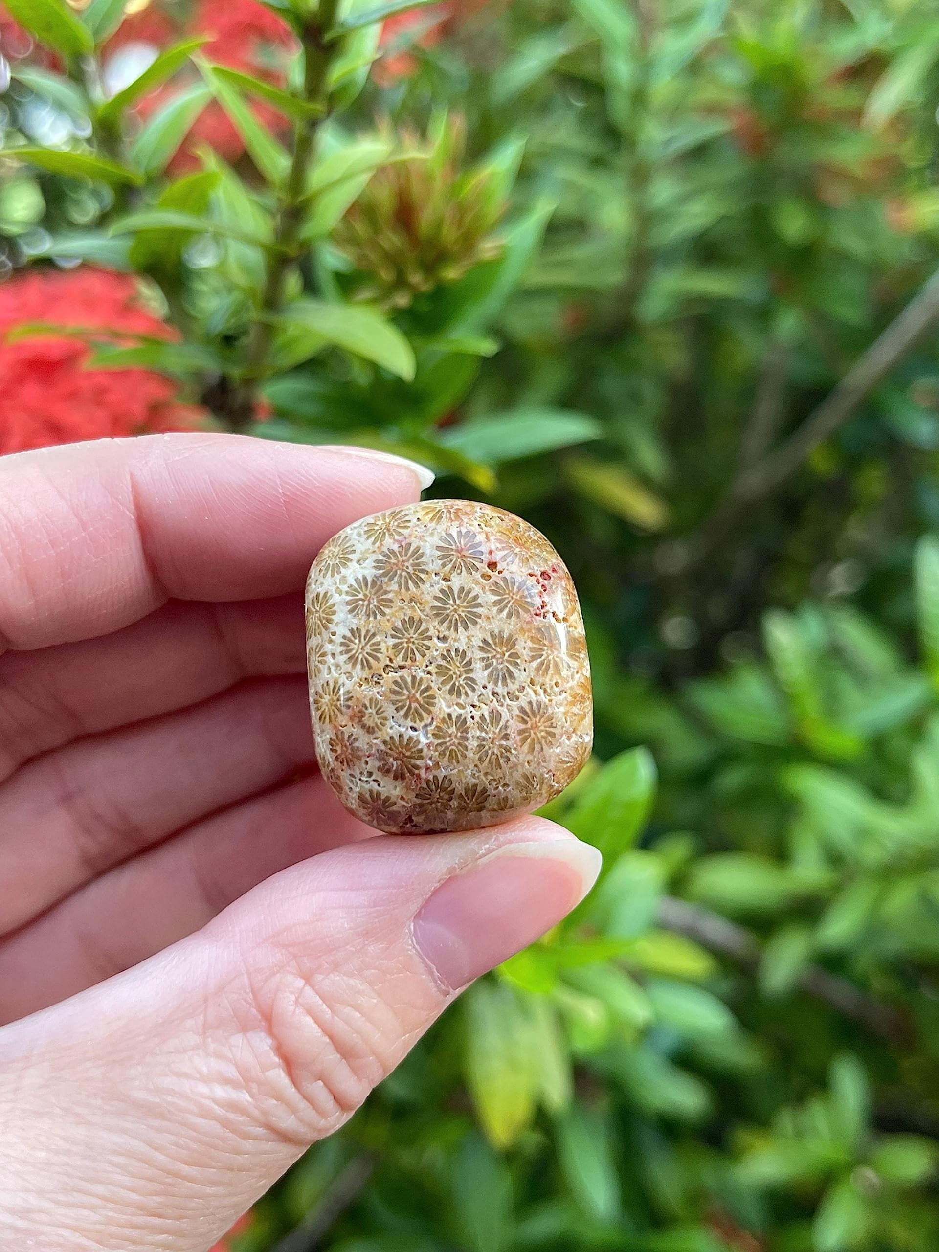 Fossil Coral Tumbled Stones, Polished Natural Fossil Coral Gemstone ...
