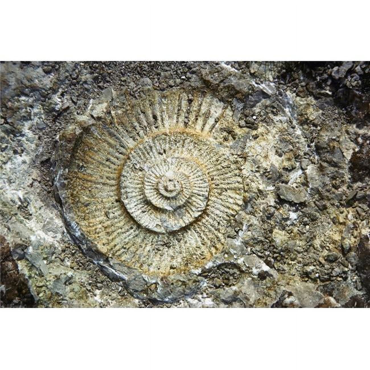 Fossil; Geology Poster Print - Walmart.com