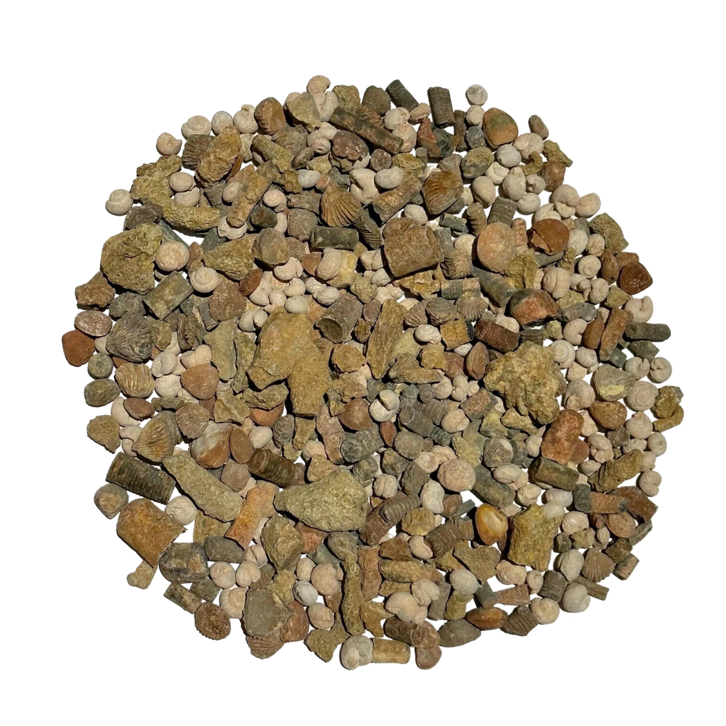 Fossil Mix | Bag of Genuine Fossils! - Walmart.com