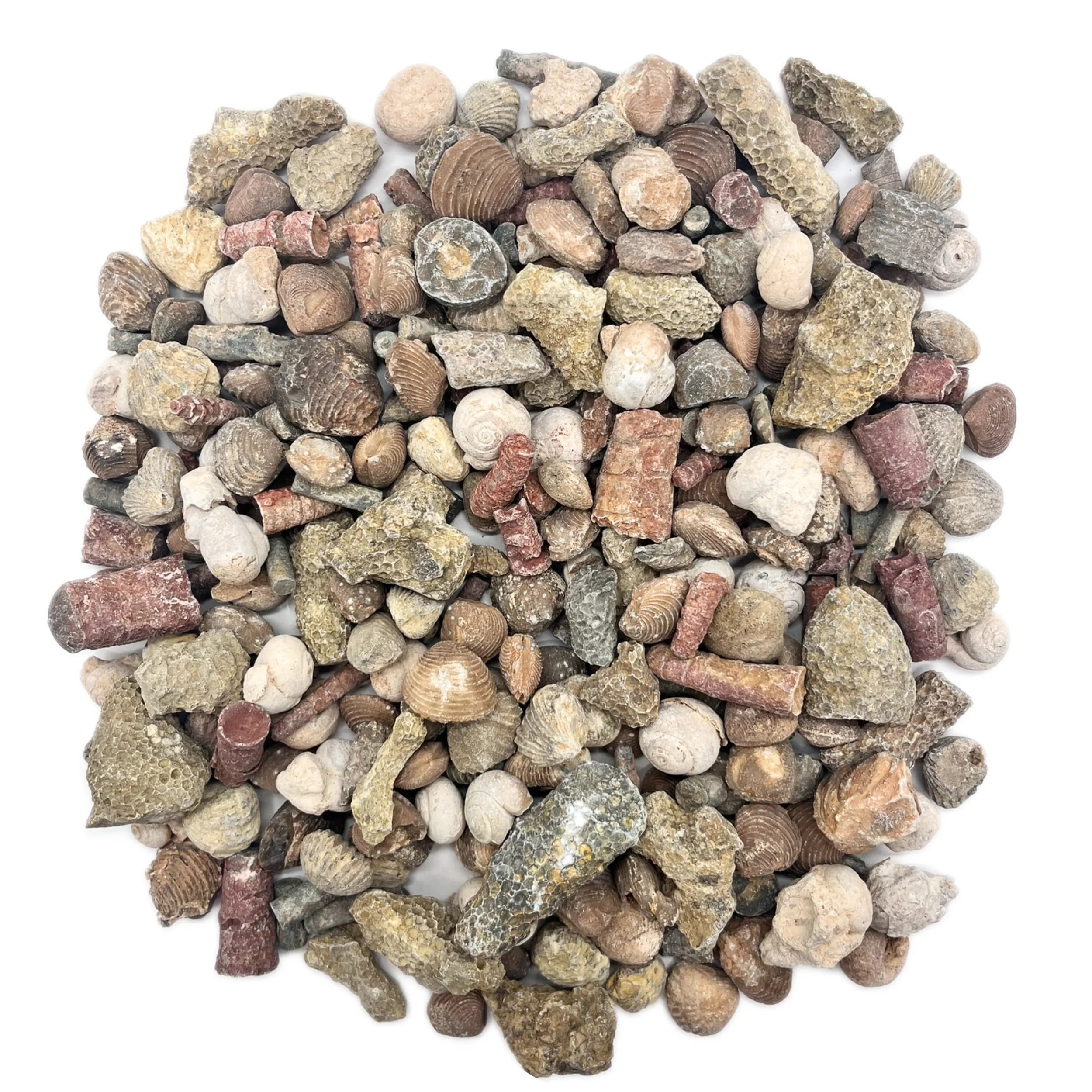 Fossil Mix | Bag of Genuine Fossils! - Walmart.com