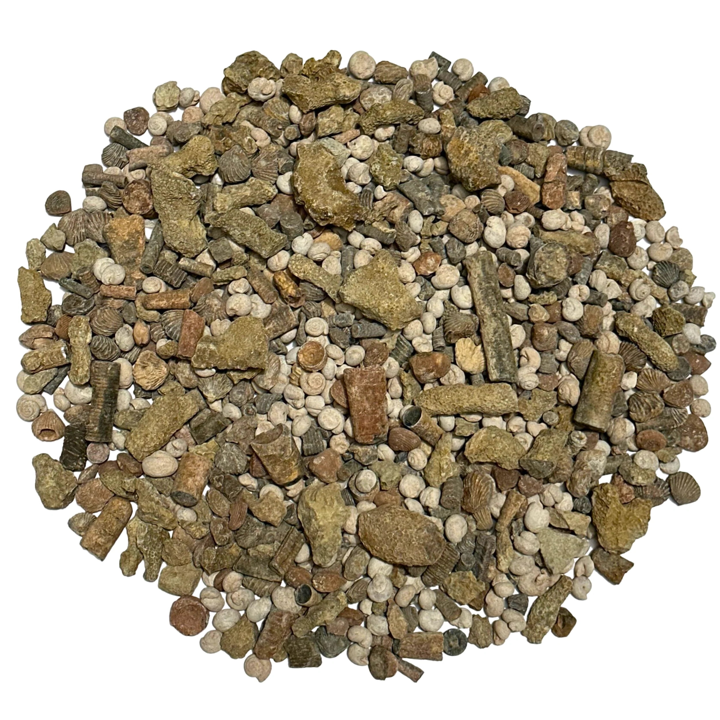 Fossil Mix | Bag of Genuine Fossils! - Walmart.com