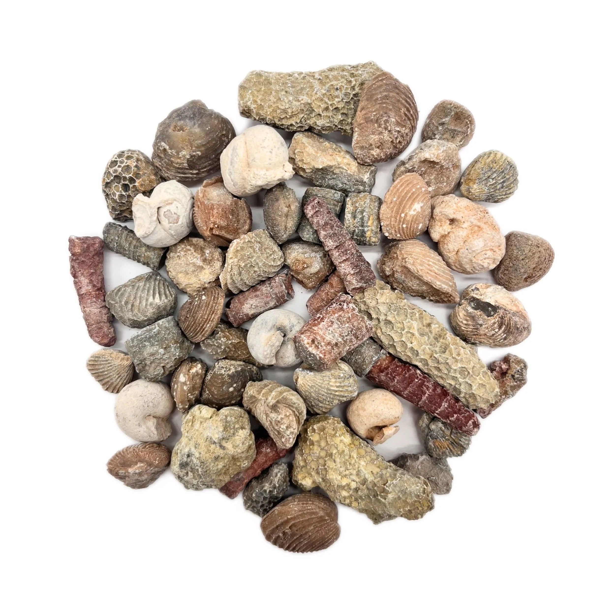 Fossil Mix Bag | Genuine Moroccan Fossils for Kids to Create their own ...