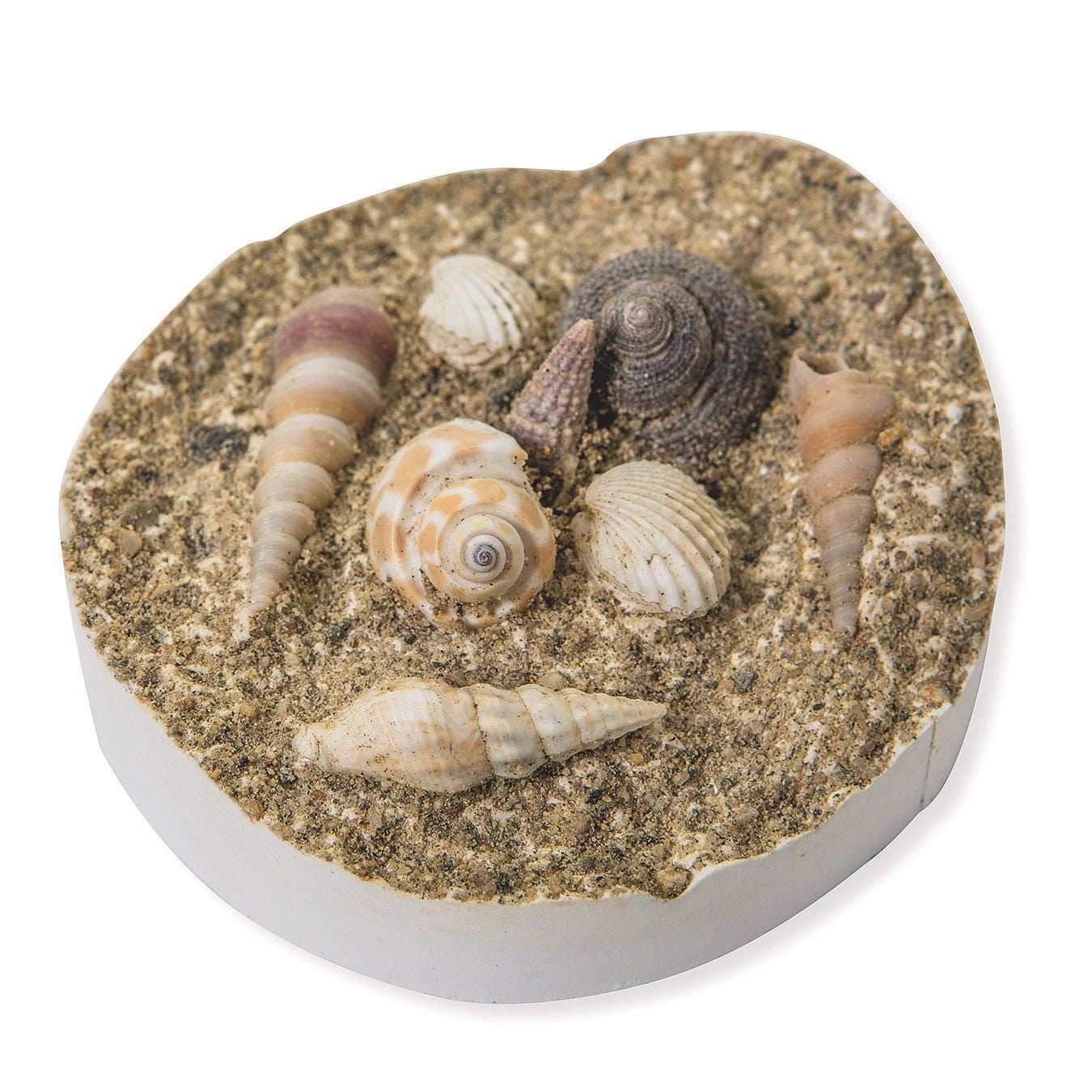 Fossil Seashell Casting Craft Kit (Pack of 24) - Walmart.com
