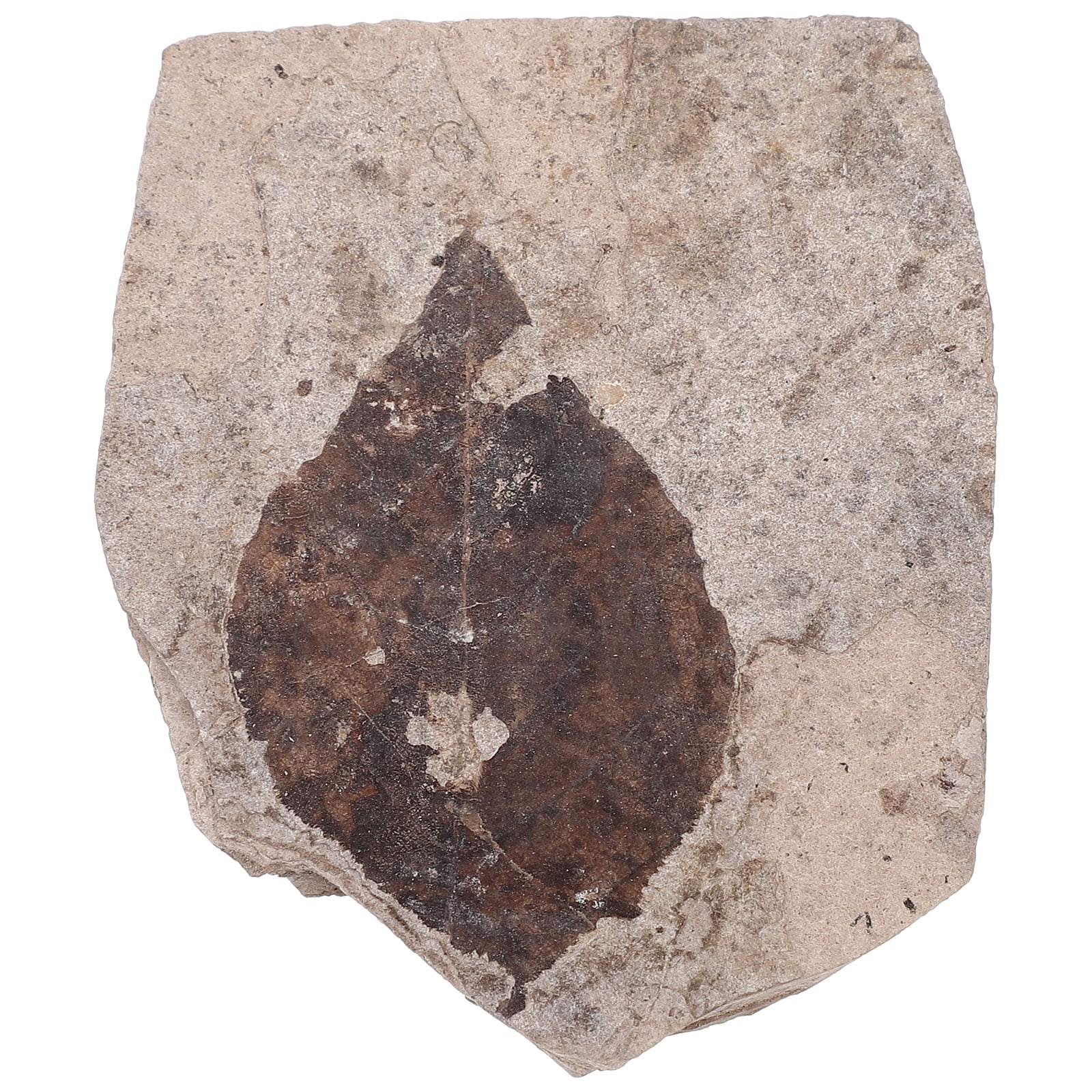 HOMEMAXS Fossilized Leaf Collection Specimen for Science Teaching ...
