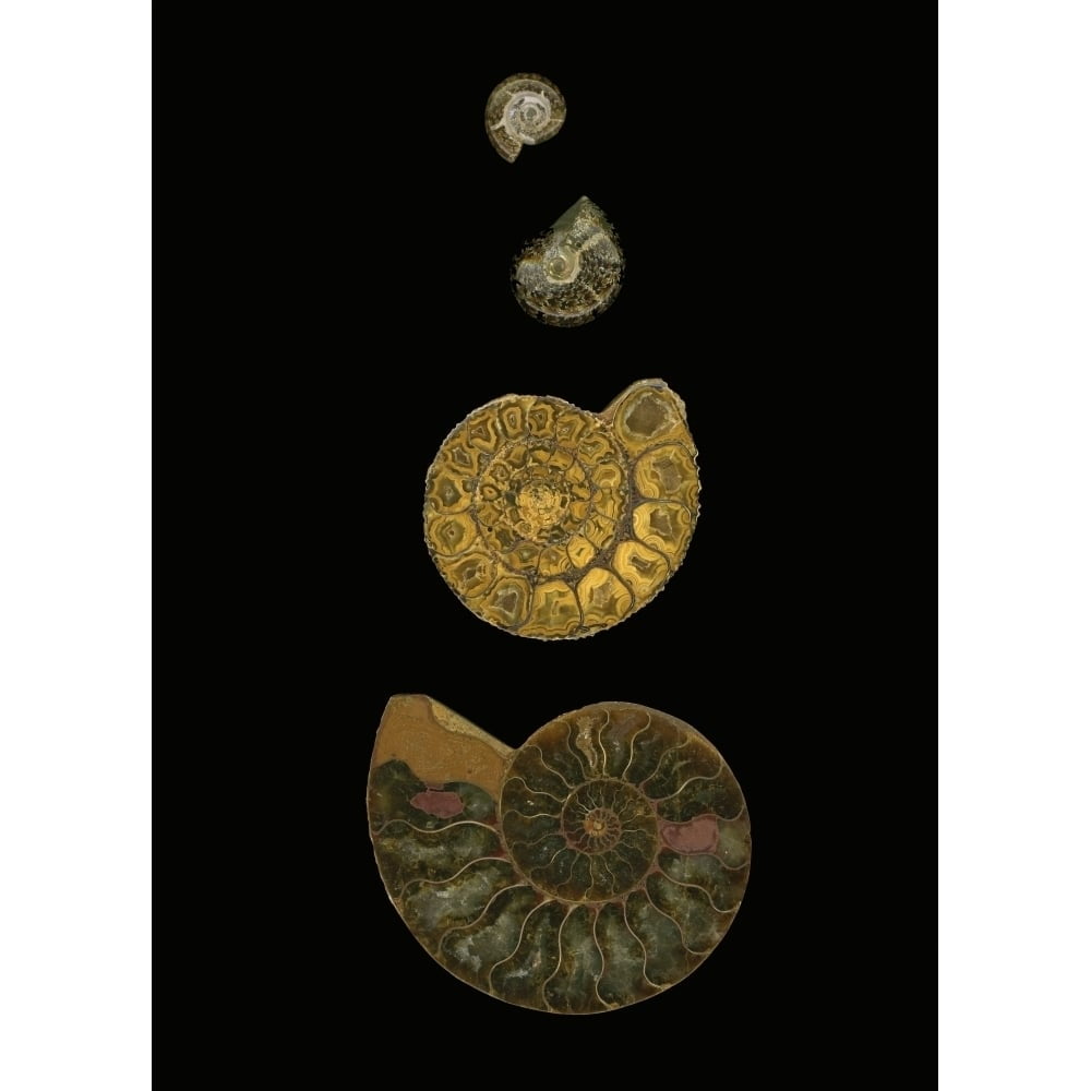 Fossilized Sea Shells Poster Print - Walmart.com