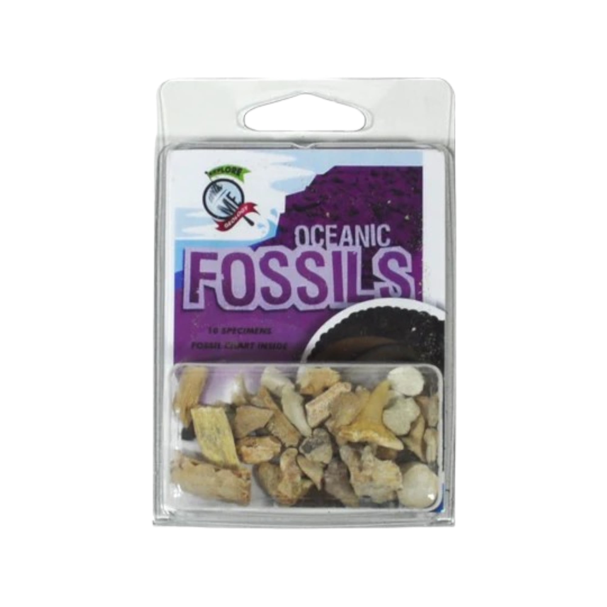 Fossils - Explore With Me Geology® Oceanic Fossil Assortment - Walmart.com