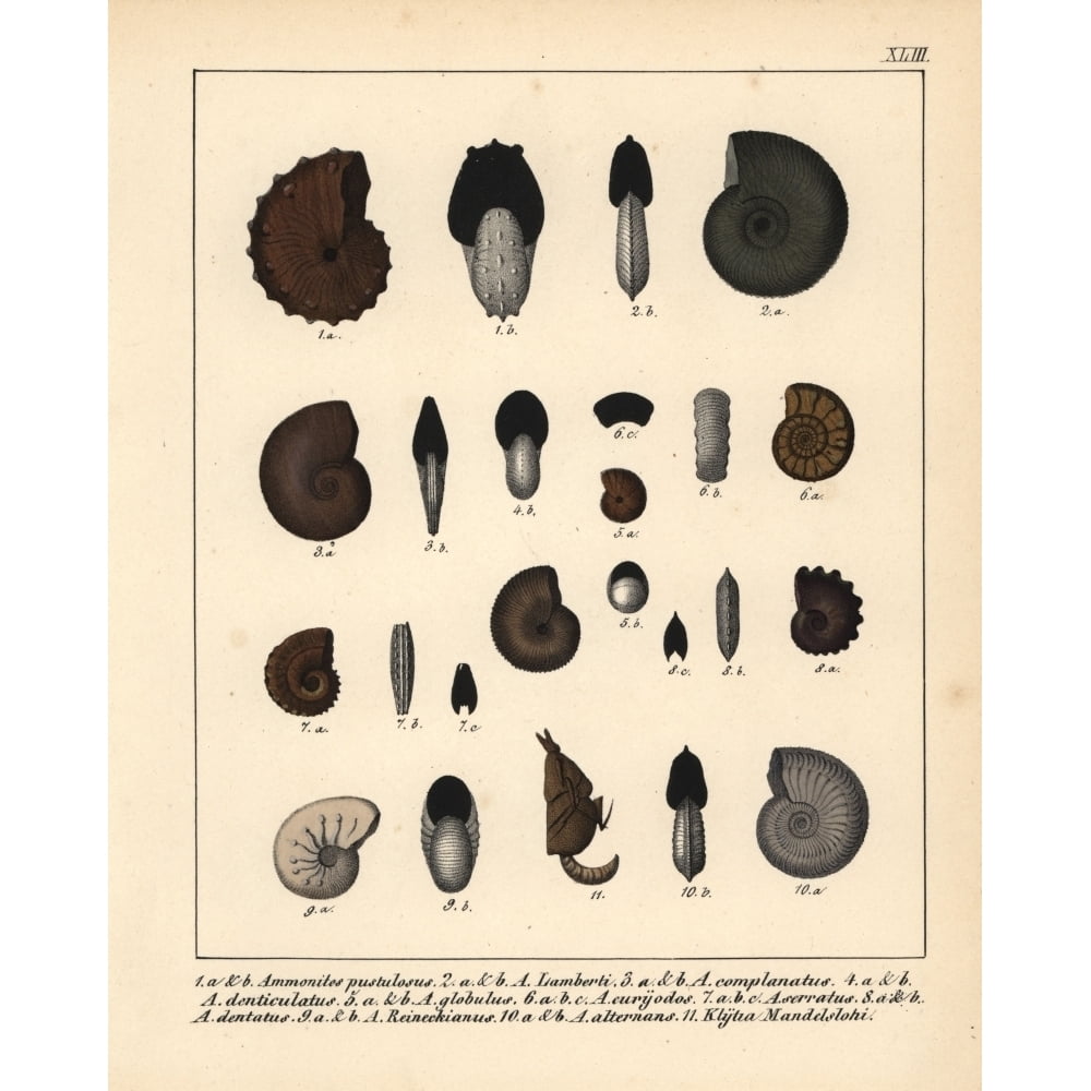 Fossils Of Extinct Ammonites Poster Print By ?? Florilegius Mary Evans ...