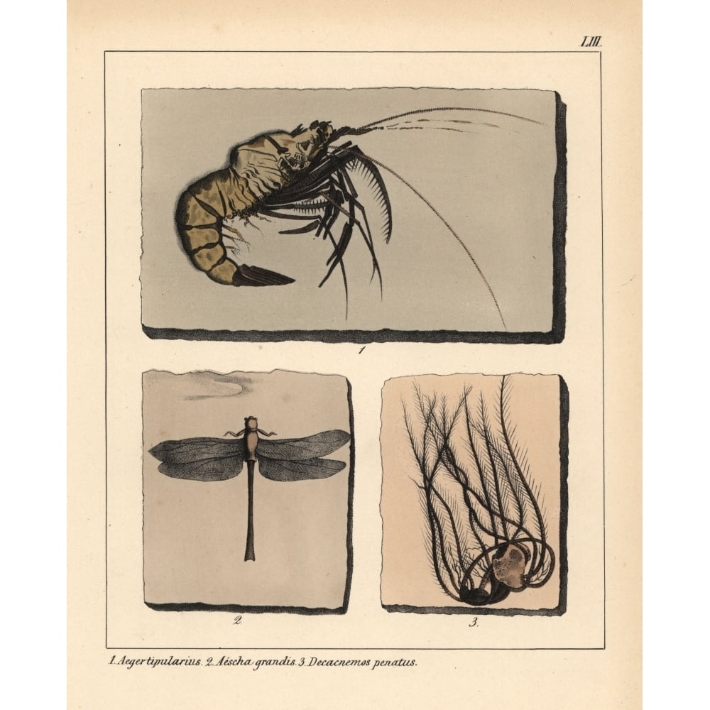 Fossils Of Extinct Jurassic Prawn Aeger Tipulariusa Poster Print By ...