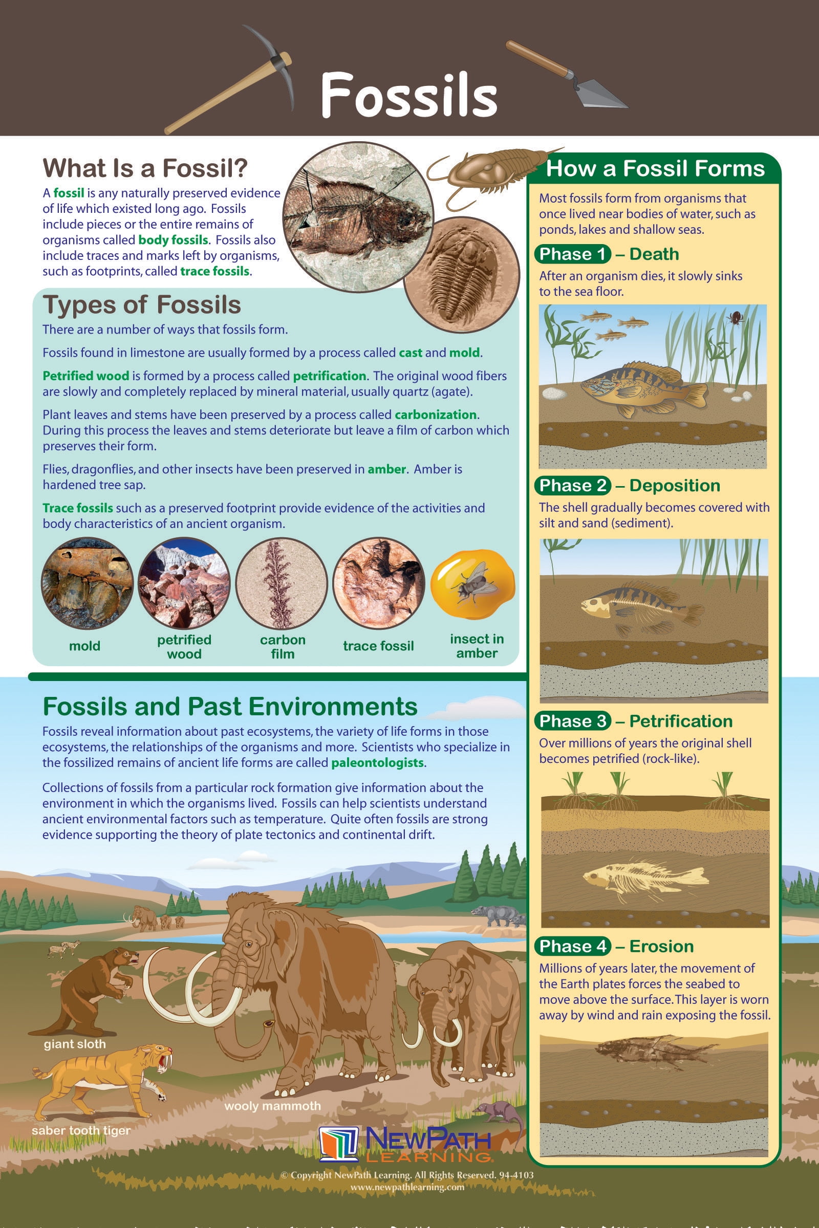 Fossil Posters