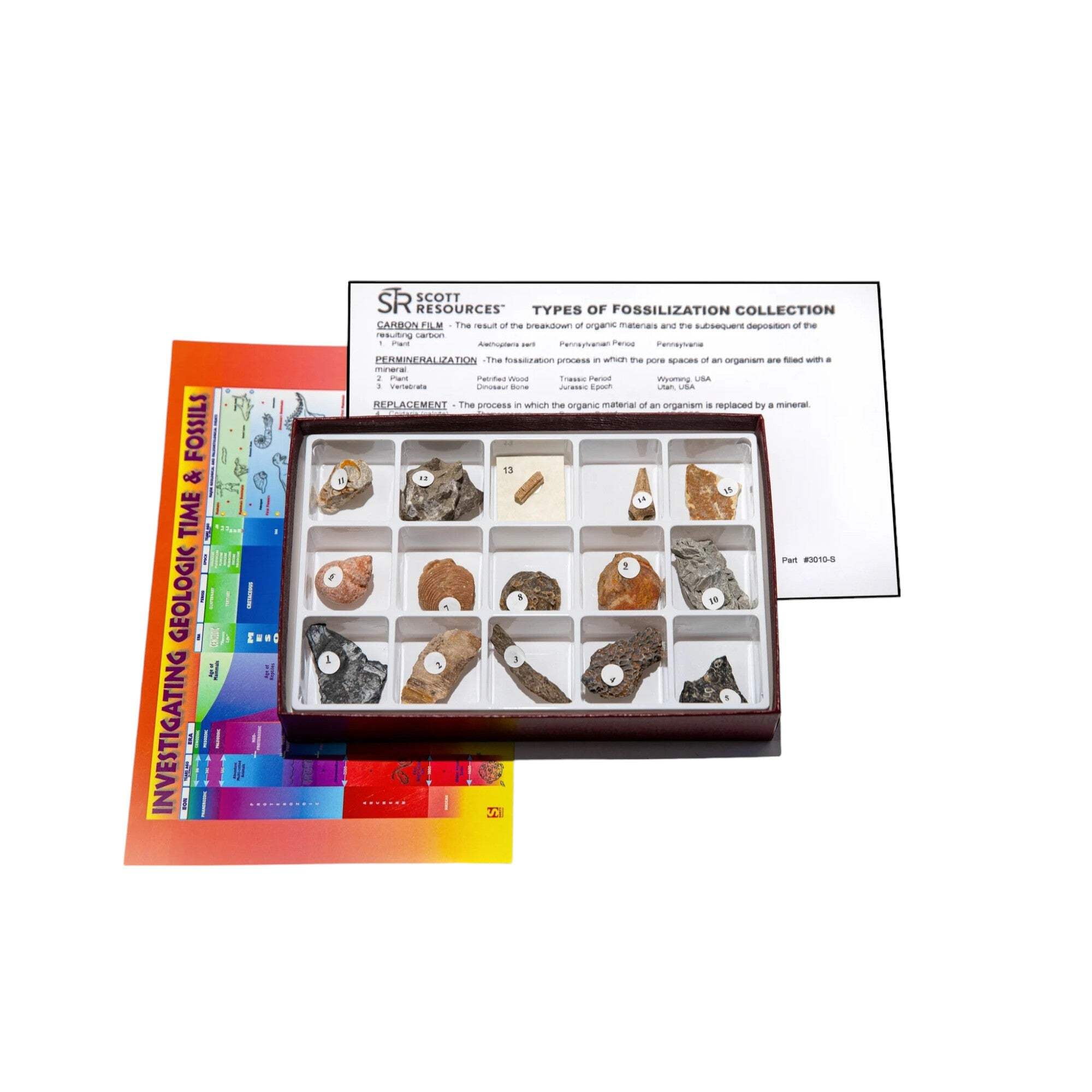 Fossils - Types Of Fossilization Collection - 15 Specimen - Walmart.com