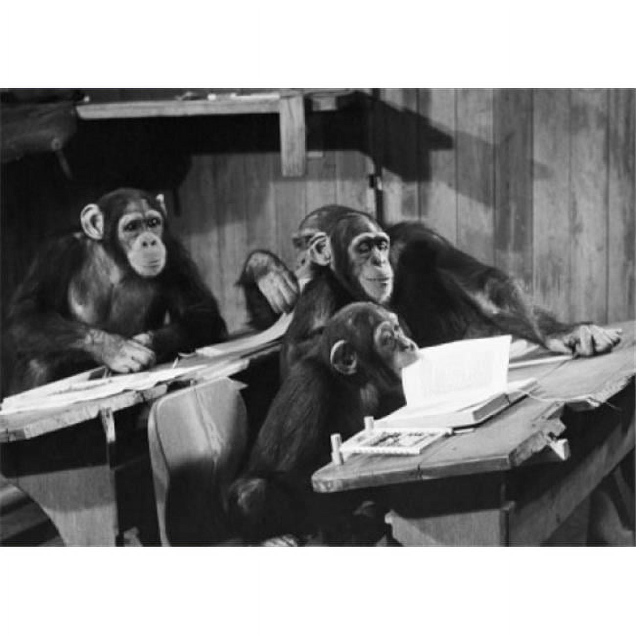Four Chimpanzees Sitting in a Classroom Poster Print - 18 x 24 in ...
