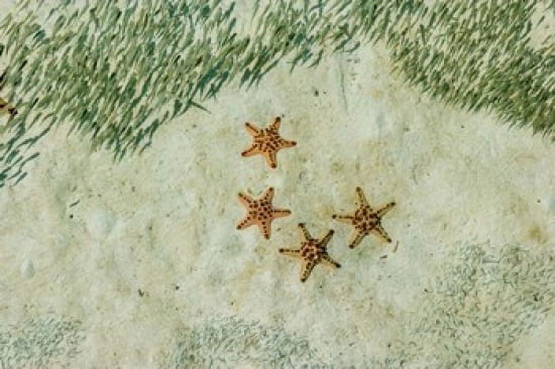 Four Knobby Sea Stars and small fish, Kapalai, Malaysia Poster Print by ...