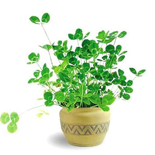 Four Leaves Clover TWE5 Seeds 10g Lucky Grasses Plant Flower for ...