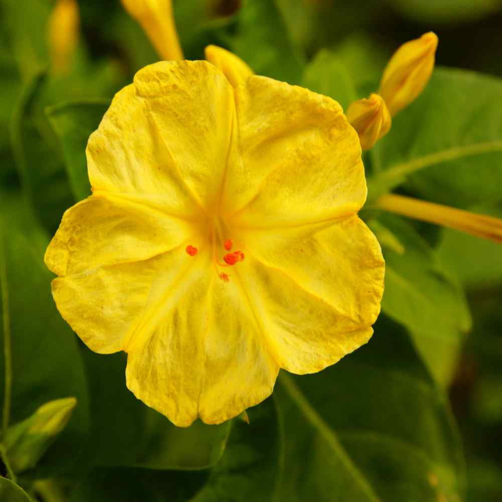 Four O' Clock Seed - Mirabilis Jalapa Yellow Flower Seeds - 1 LB ...