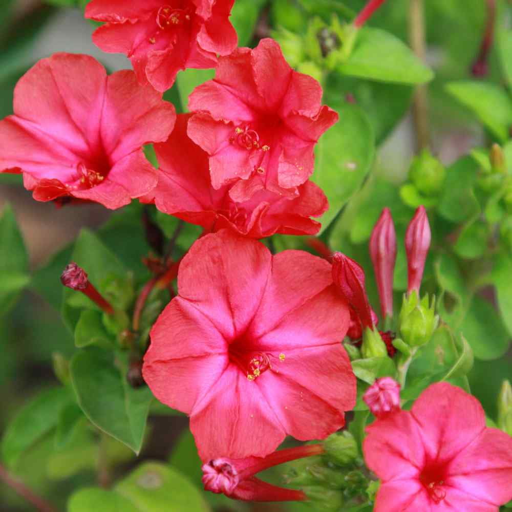 Four O' Clock Seeds - Mirabilis Jalapa Red Flower Seed - 1 LB - Walmart.com