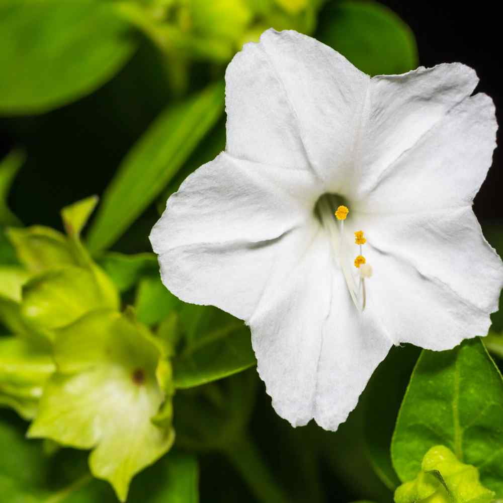 Four O' Clock Seeds - Mirabilis Jalapa White Flower Seeds - 1 LB ...