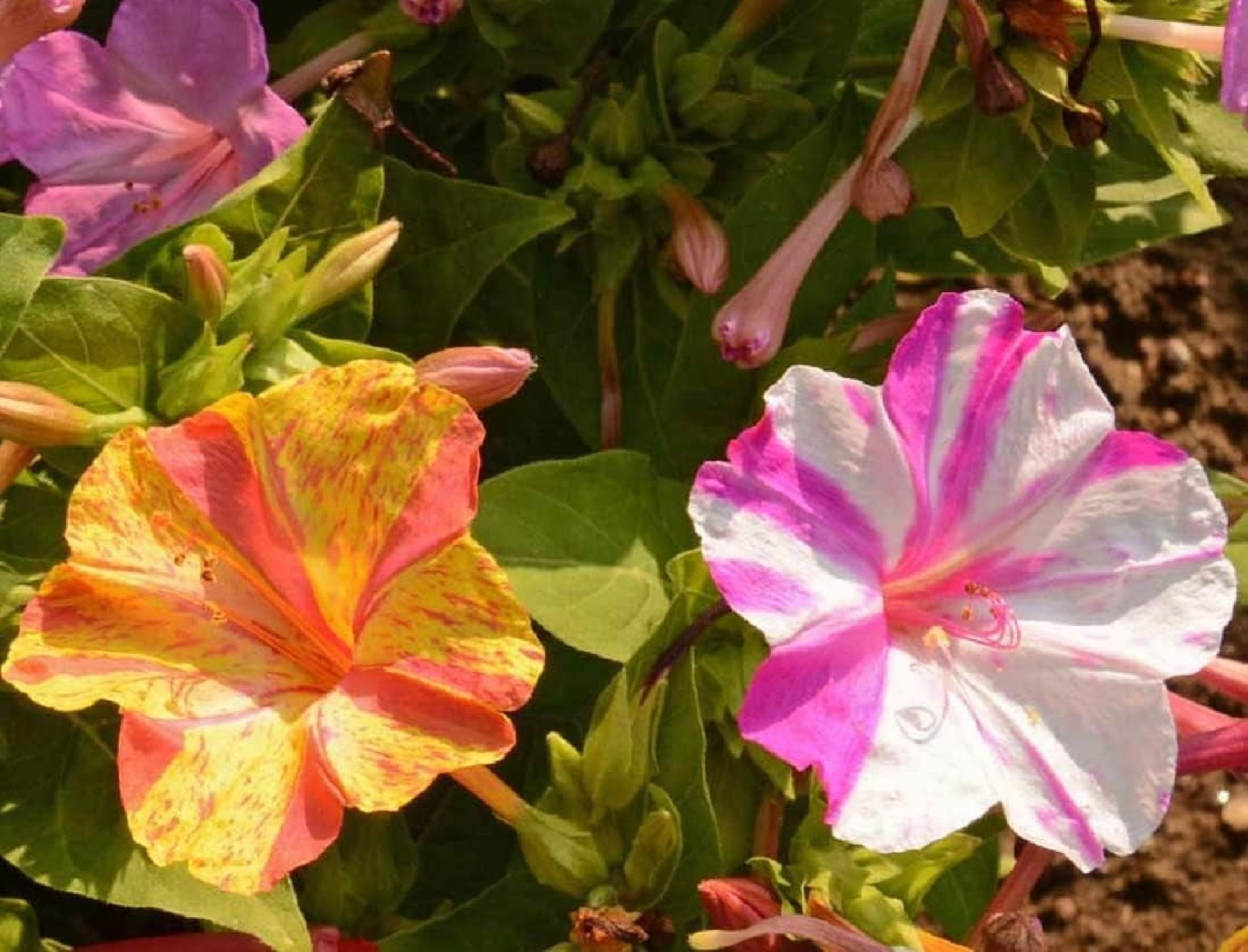 Four O'Clocks Broken Colors (Multi) Non-GMO, Heirloom Seeds, Marbles, Mirabilis, Bi-Color 100 ...