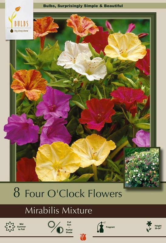 Four O'Clocks Mixed Colors - 8 Roots - Mirabilis jalapa - Walmart.com