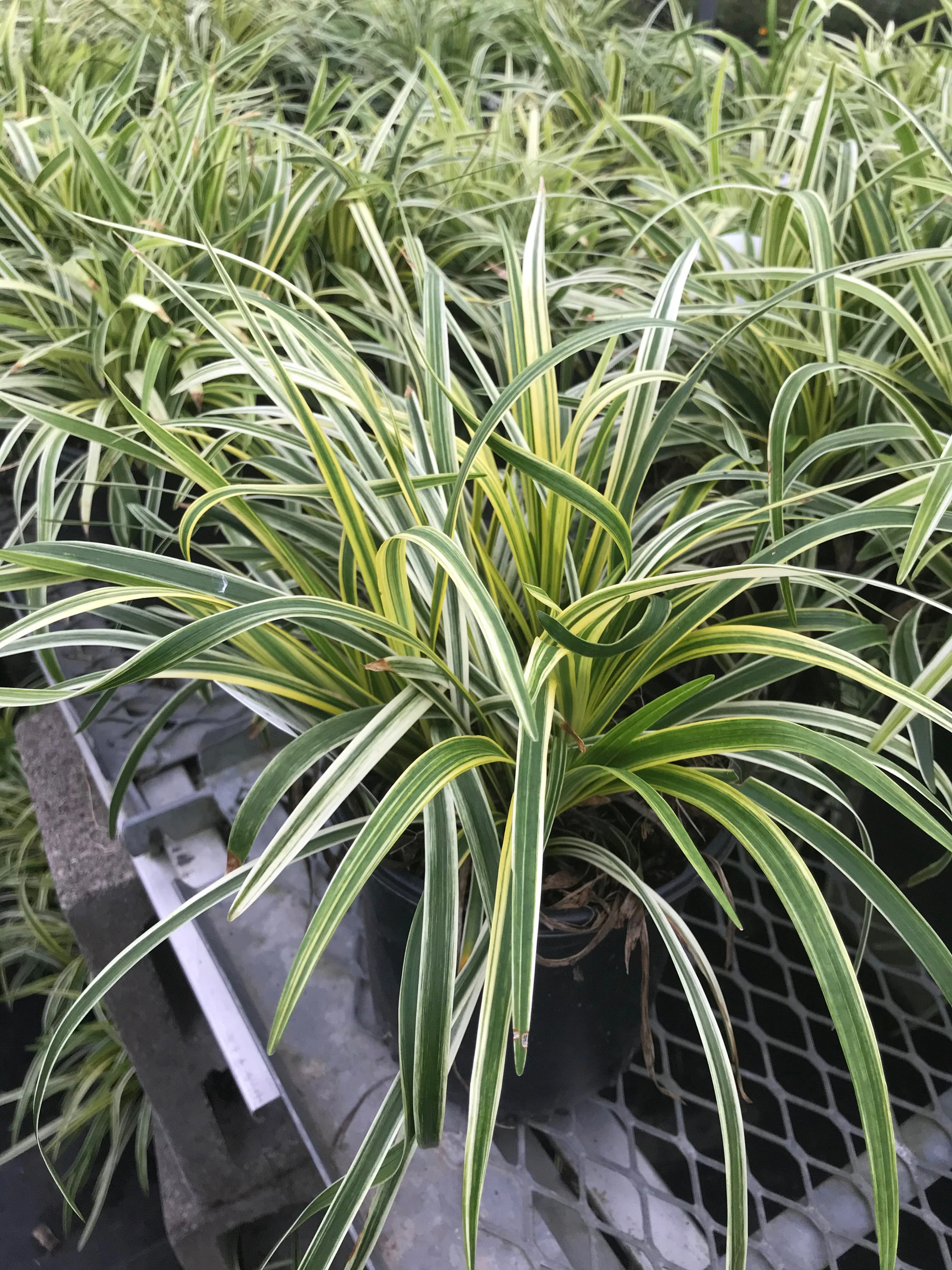 Four One Gallon Plants - Liriope 'Variegated' Grass - Walmart.com