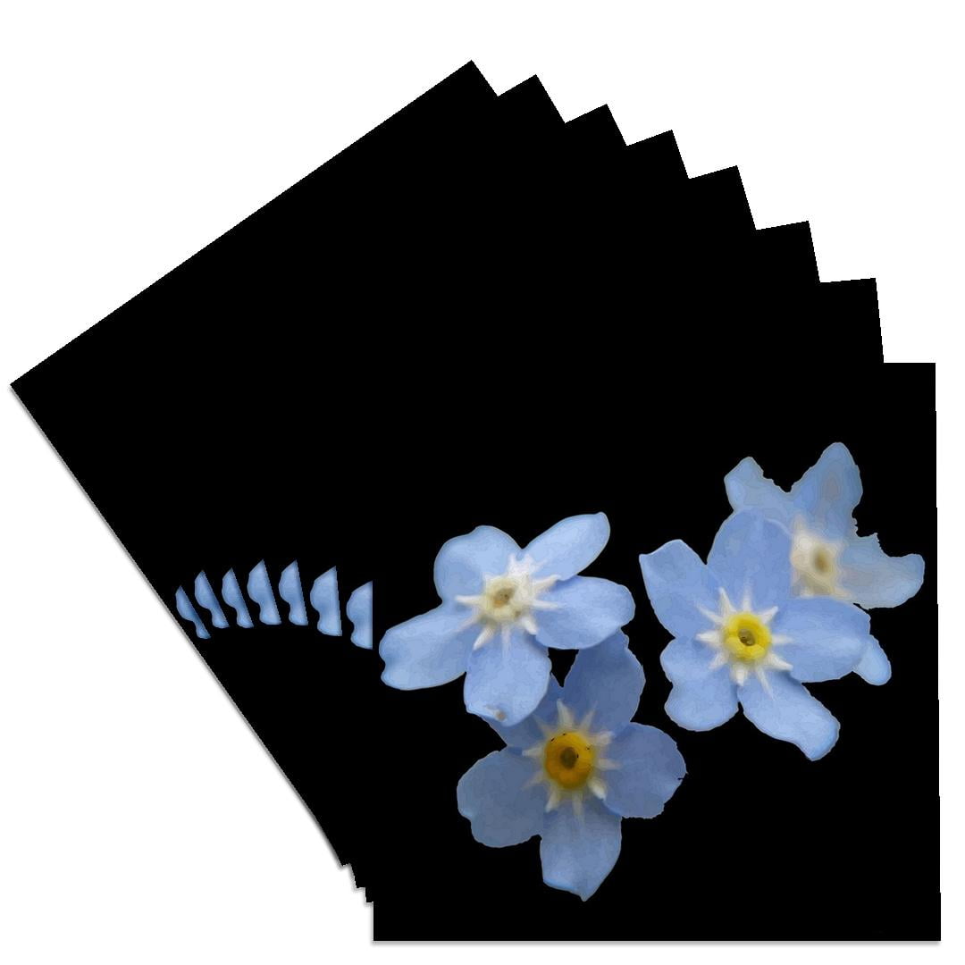3drose, Four Pale Blue Forget Me Nots Remembrance Flowers Isolated on ...