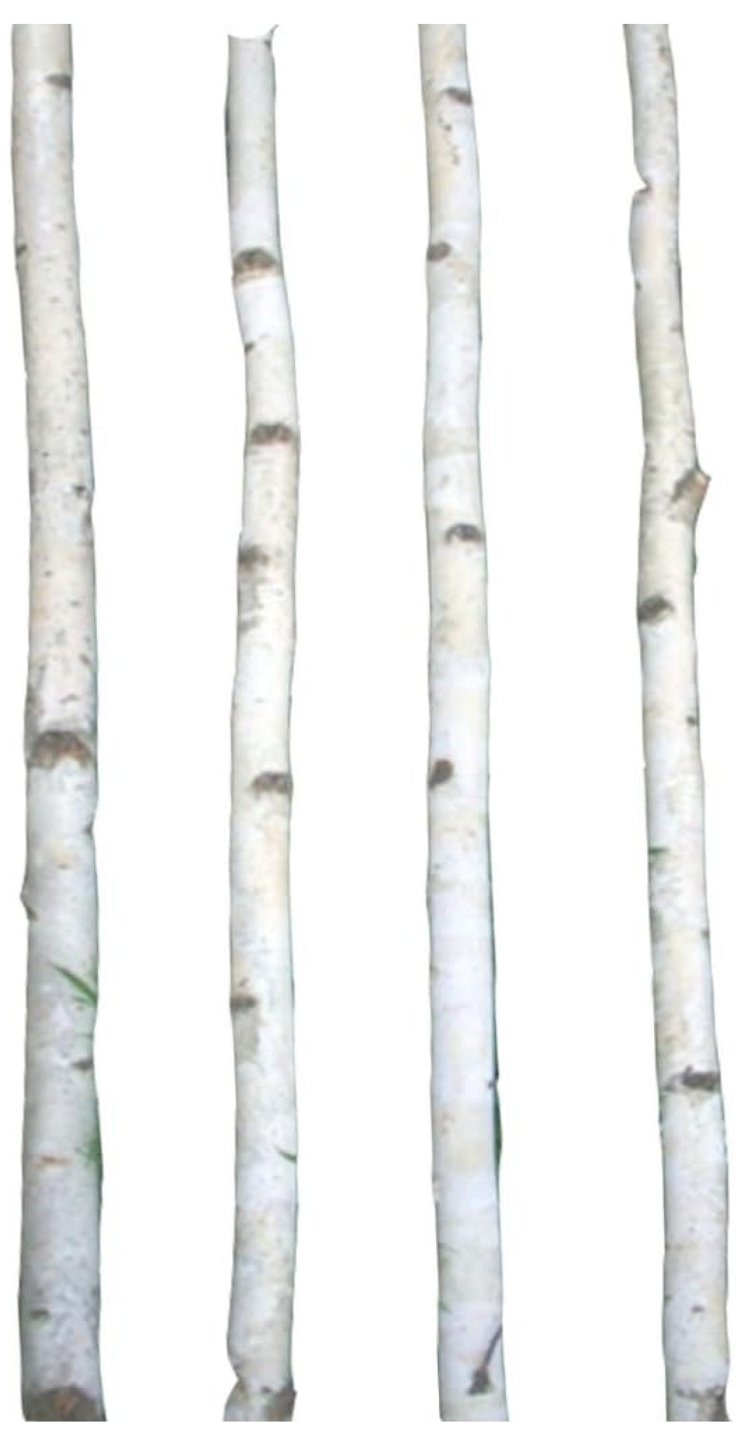 Four Thin White Birch Poles 4 ft - Walmart.com