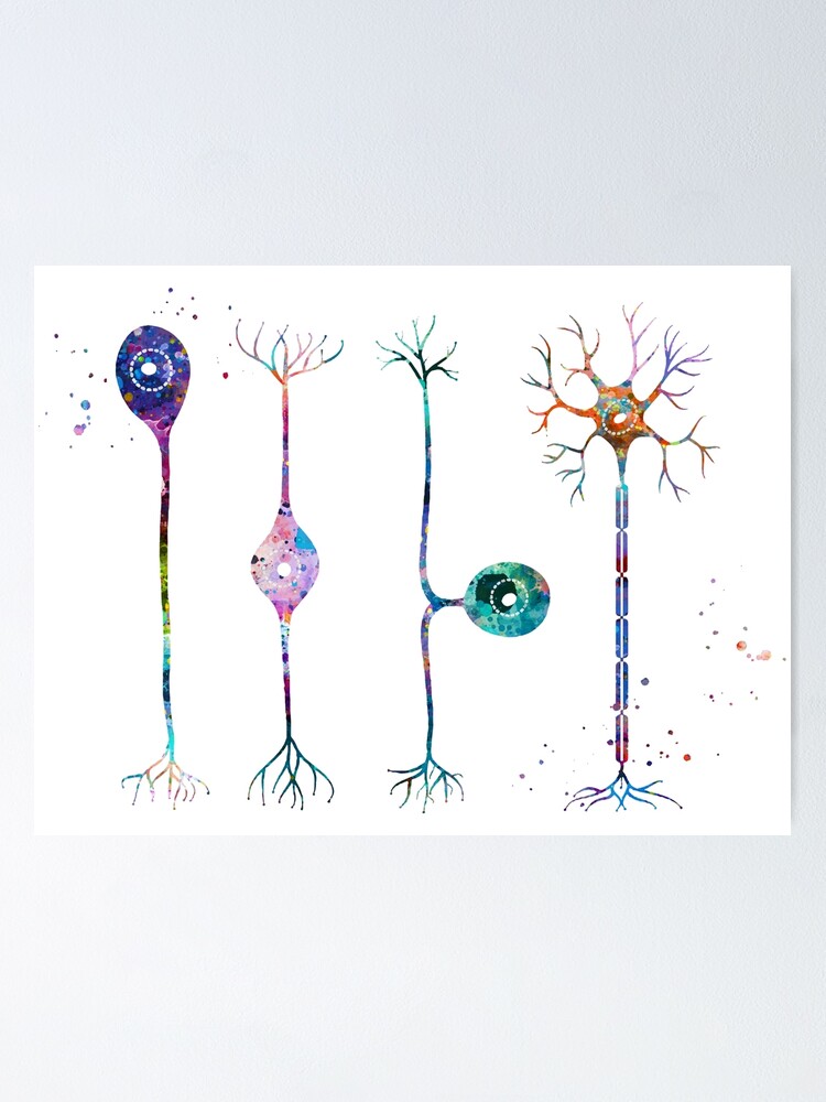 Four Types of Neurons Canvas Poster Decor Landscape Office Room Decor ...