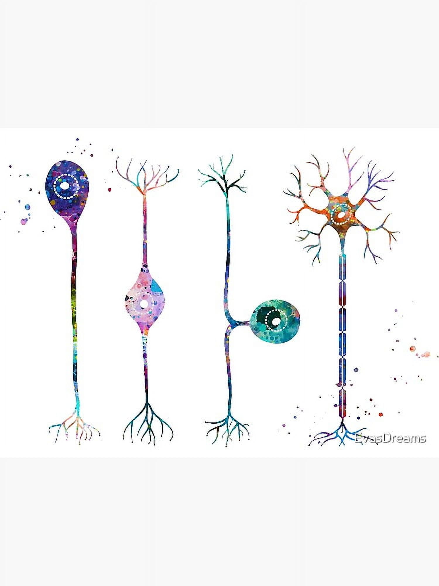 Four Types of Neurons Modern Art Decor Unframe - Walmart.com