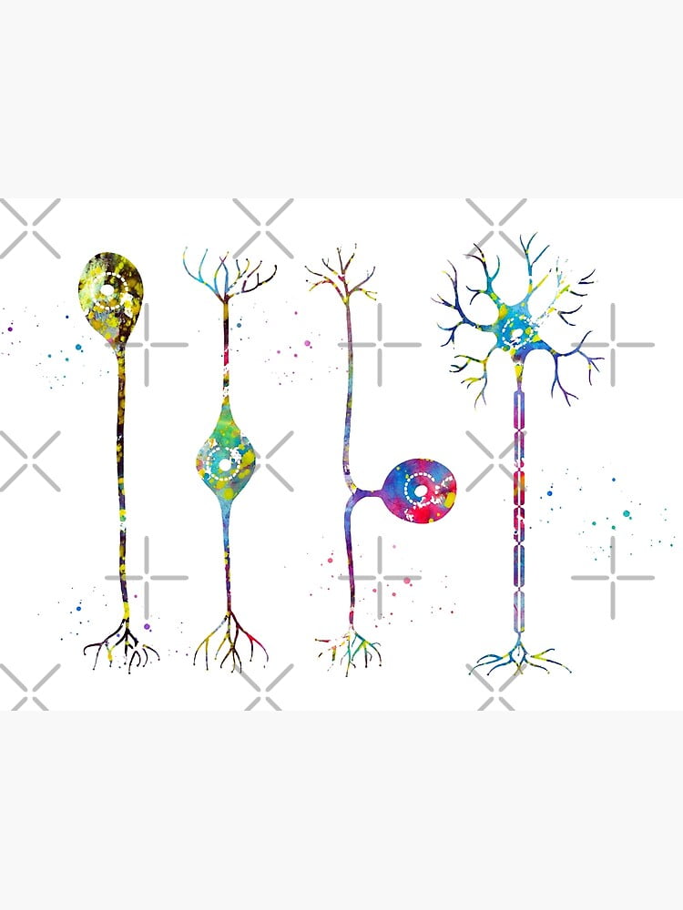 Four types of neurons Poster Framed-unframed - Walmart.com