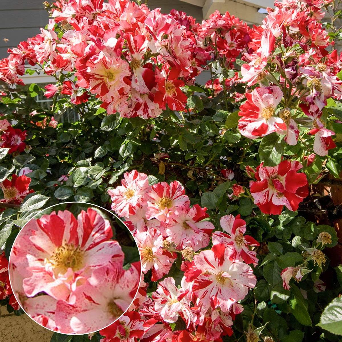 Fourth of July Dormant Bare Root Climbing Rose, 1-Pack - Walmart.com