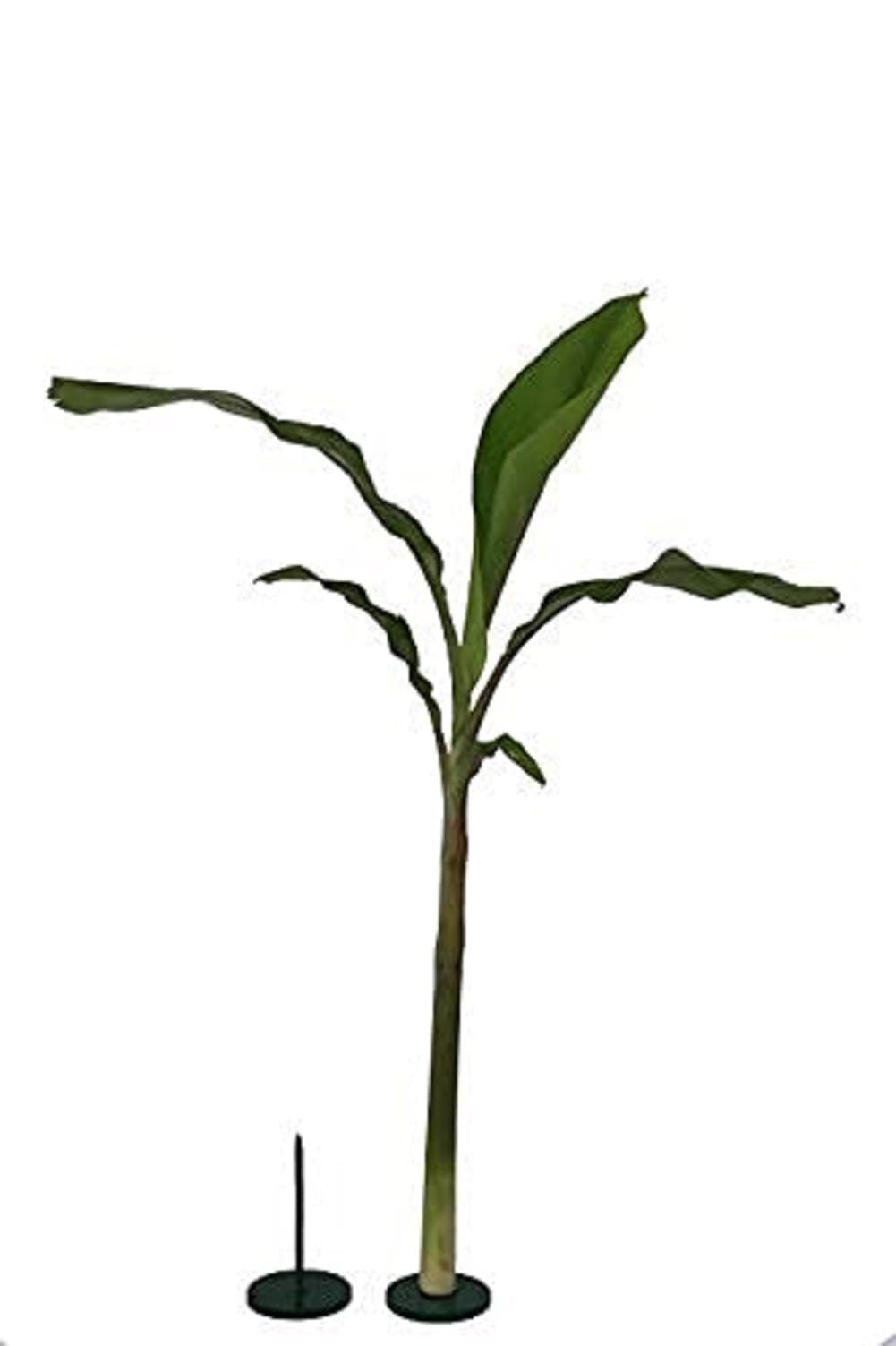 Fourthline A Pair of Banana stem Stand to Hold The Banana stem skept ...