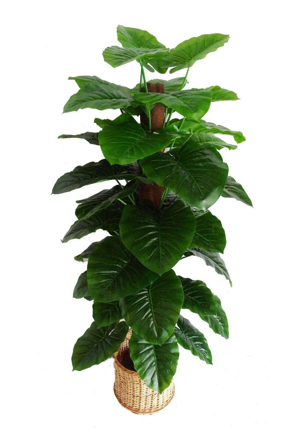 Fourthline Big Artificial Tree Money Plant Tree for Home Decor Without ...