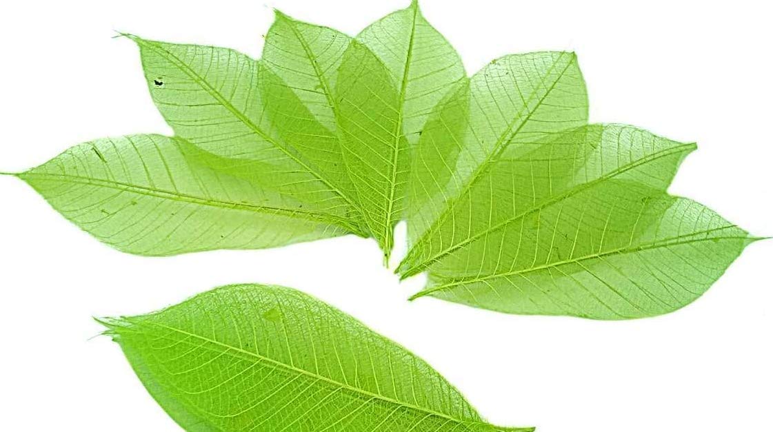Fourthline Rubber Tree Leaves - Pack of 25 Skeleton Leaves Decorative ...