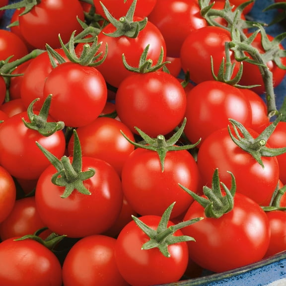 Cherokee Purple Tomato, 50 Heirloom Seeds, Garden Vegetable, 80 Days Harvest - Walmart.com