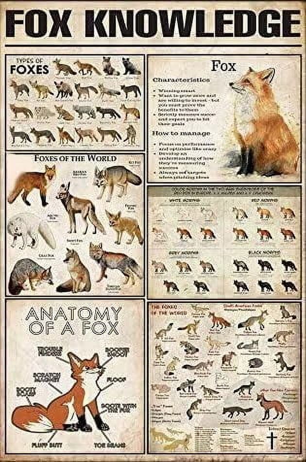 Fox Diamond Painting Kits For Adults, Fox Knowledge Anatomy Of A Fox ...
