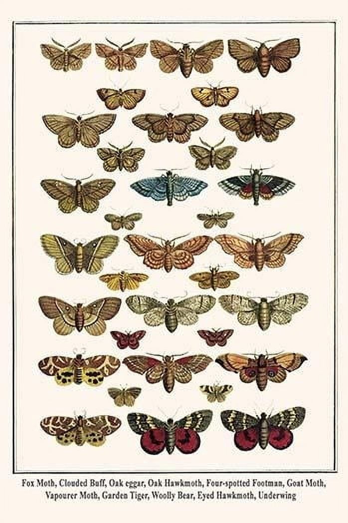 Fox Moth, Clouded Buff, Oak eggar, Oak Hawkmoth, Four-spotted Footman ...