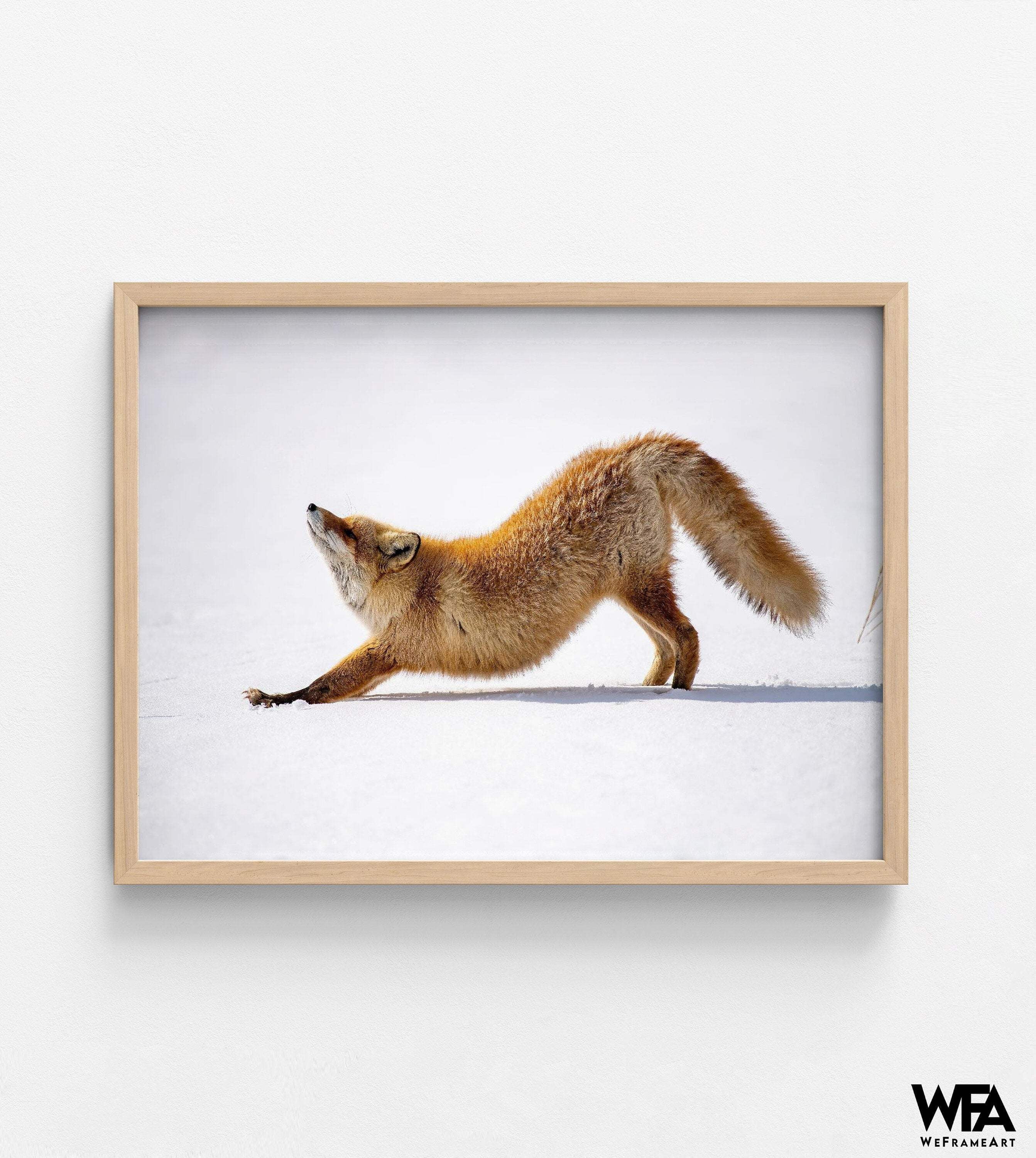 Fox Photography Wall Decor, Framed Red Fox Art, Wild Rex Fox In Field ...