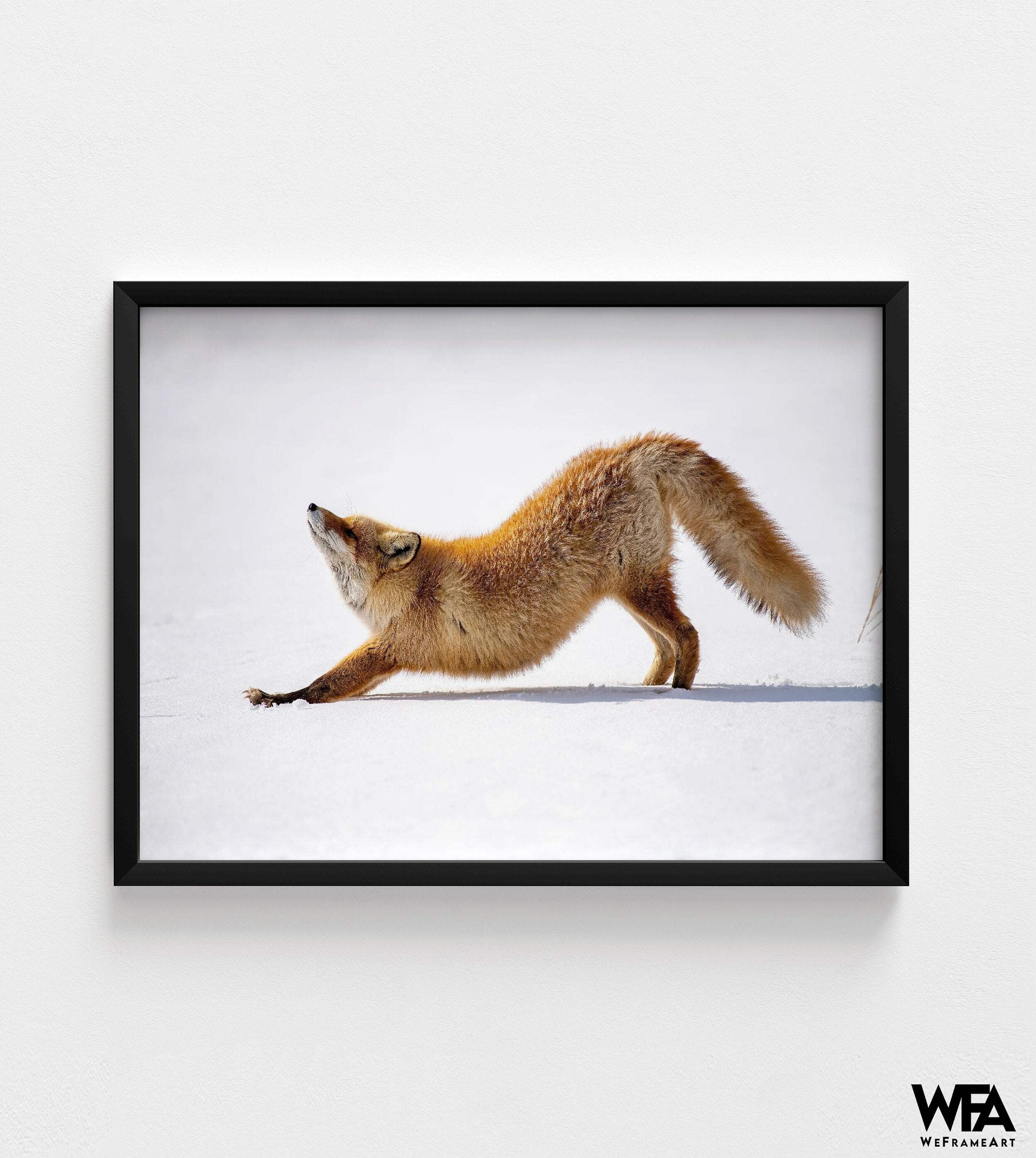 Fox Photography Wall Decor, Framed Red Fox Art, Wild Rex Fox In Field ...