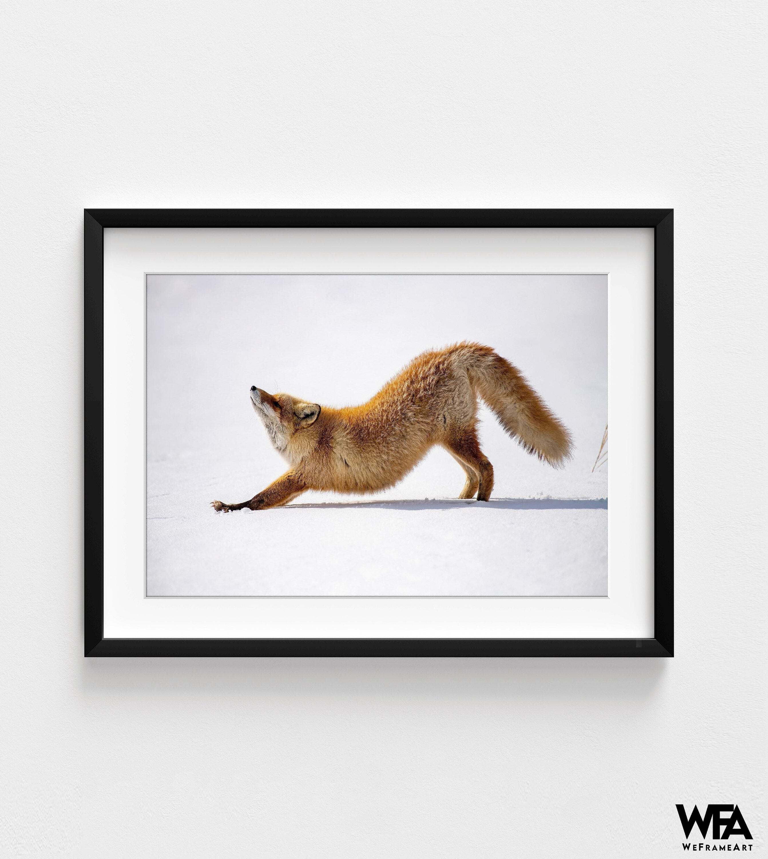 Fox Photography Wall Decor, Framed Red Fox Art, Wild Rex Fox In Field ...