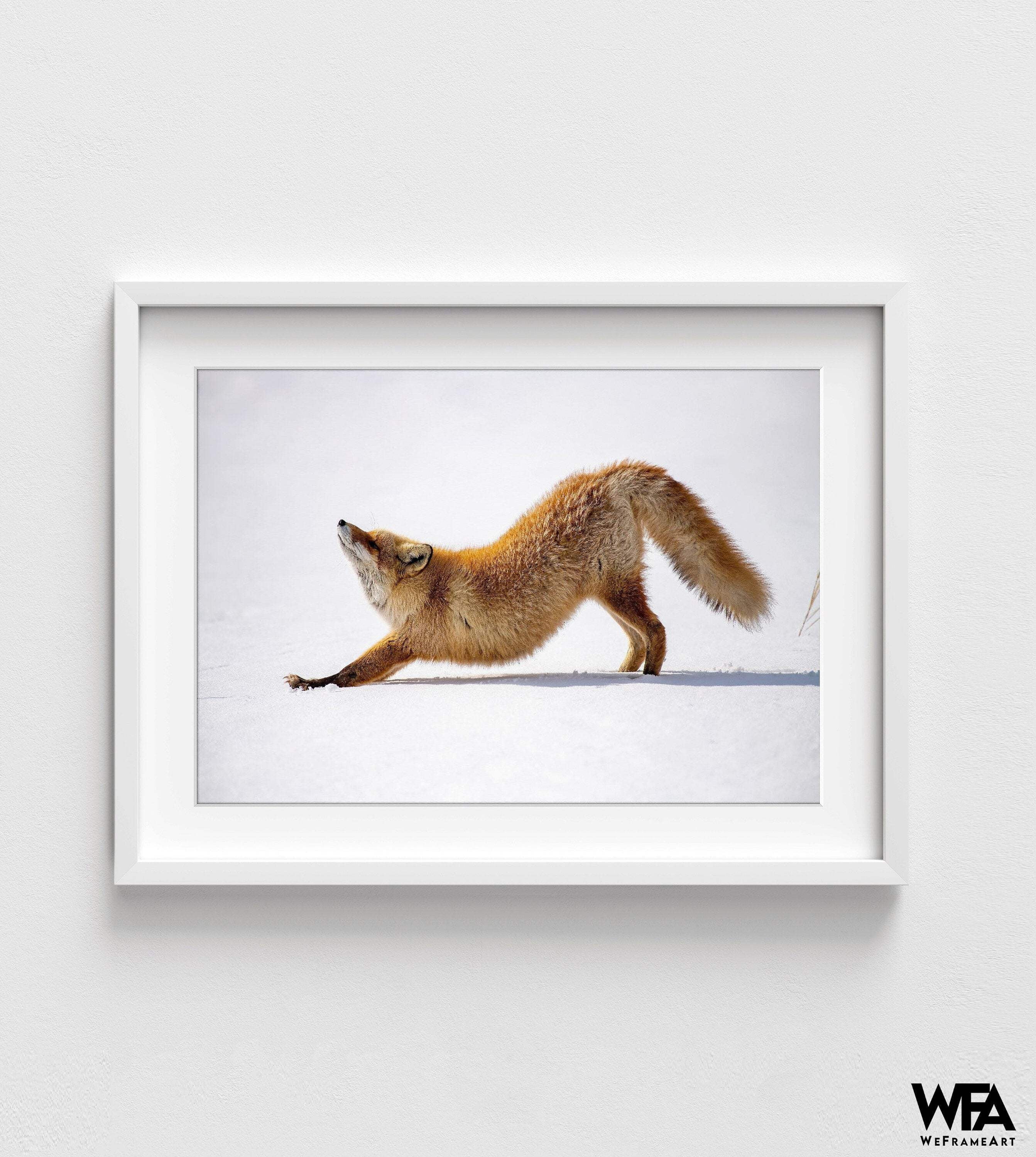 Fox Photography Wall Decor, Framed Red Fox Art, Wild Rex Fox In Field ...