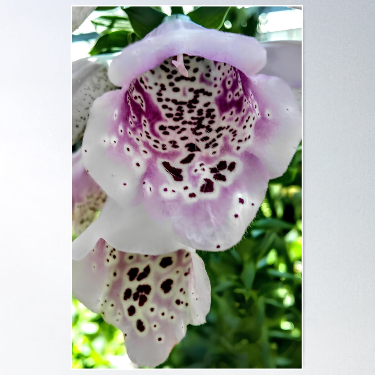Foxglove Bloom Poster Wall Art, Modern Wall Decor For Living Room ...