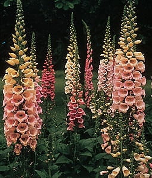 Foxglove Excelsior Hybrid Mixed Colors Seed Heirloom - 1 Packet ...