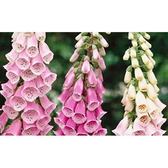 Foxglove Plants