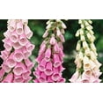 Annual Garden Foxglove Flower Seeds for Planting - 1,000+ Mixed Color ...
