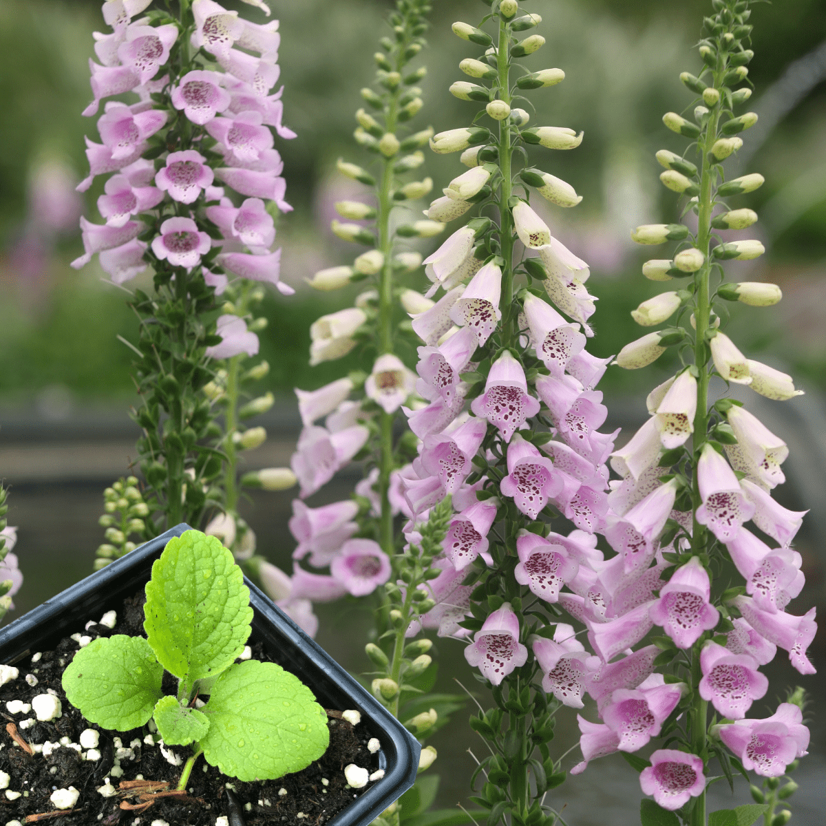 Foxglove Plants