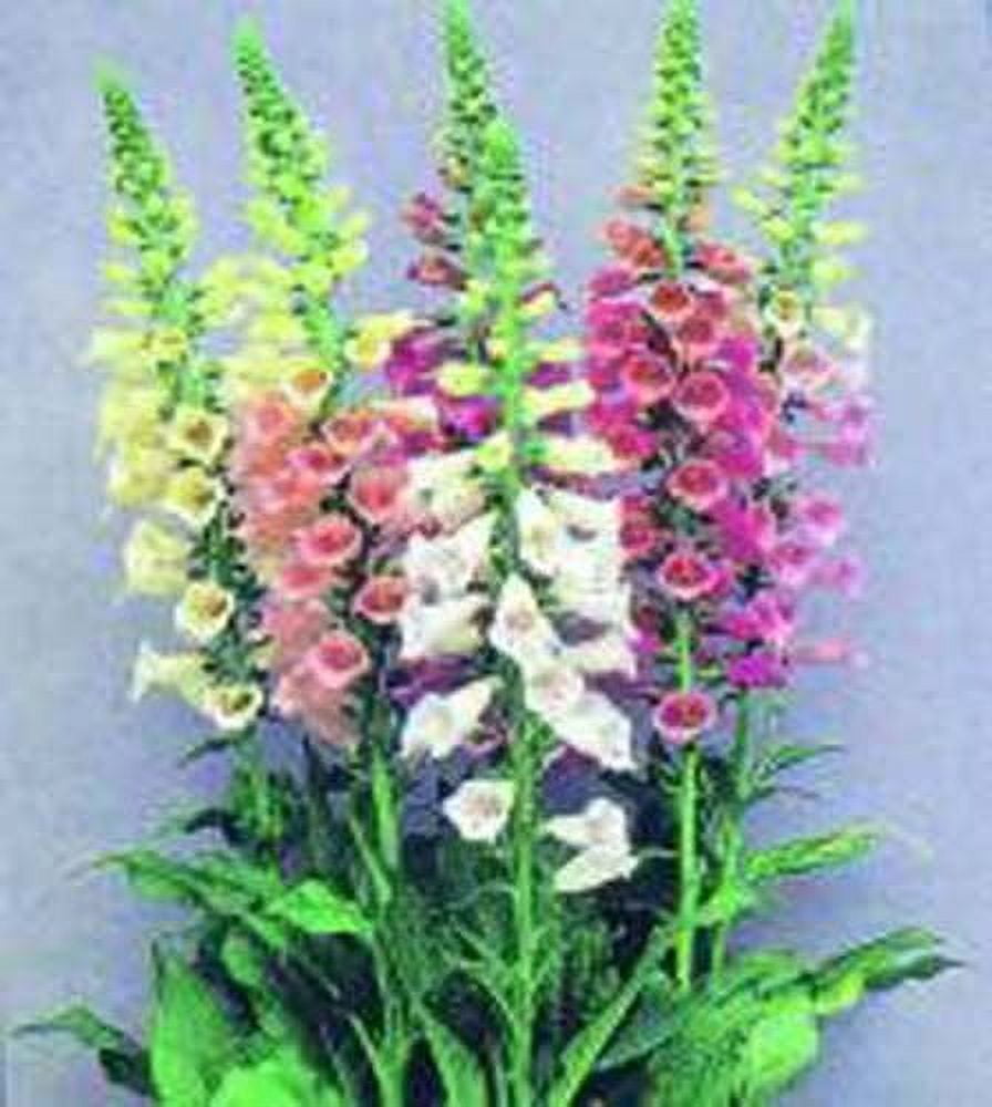 Foxglove Mix Digitalis Purpurea Nice Garden Flower Seeds by Seed ...