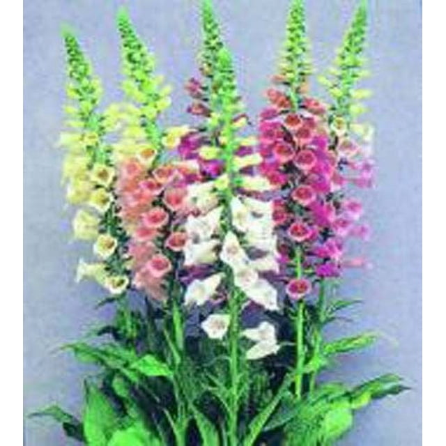 Foxglove Mix Digitalis Purpurea Nice Garden Flower Seeds by Seed ...
