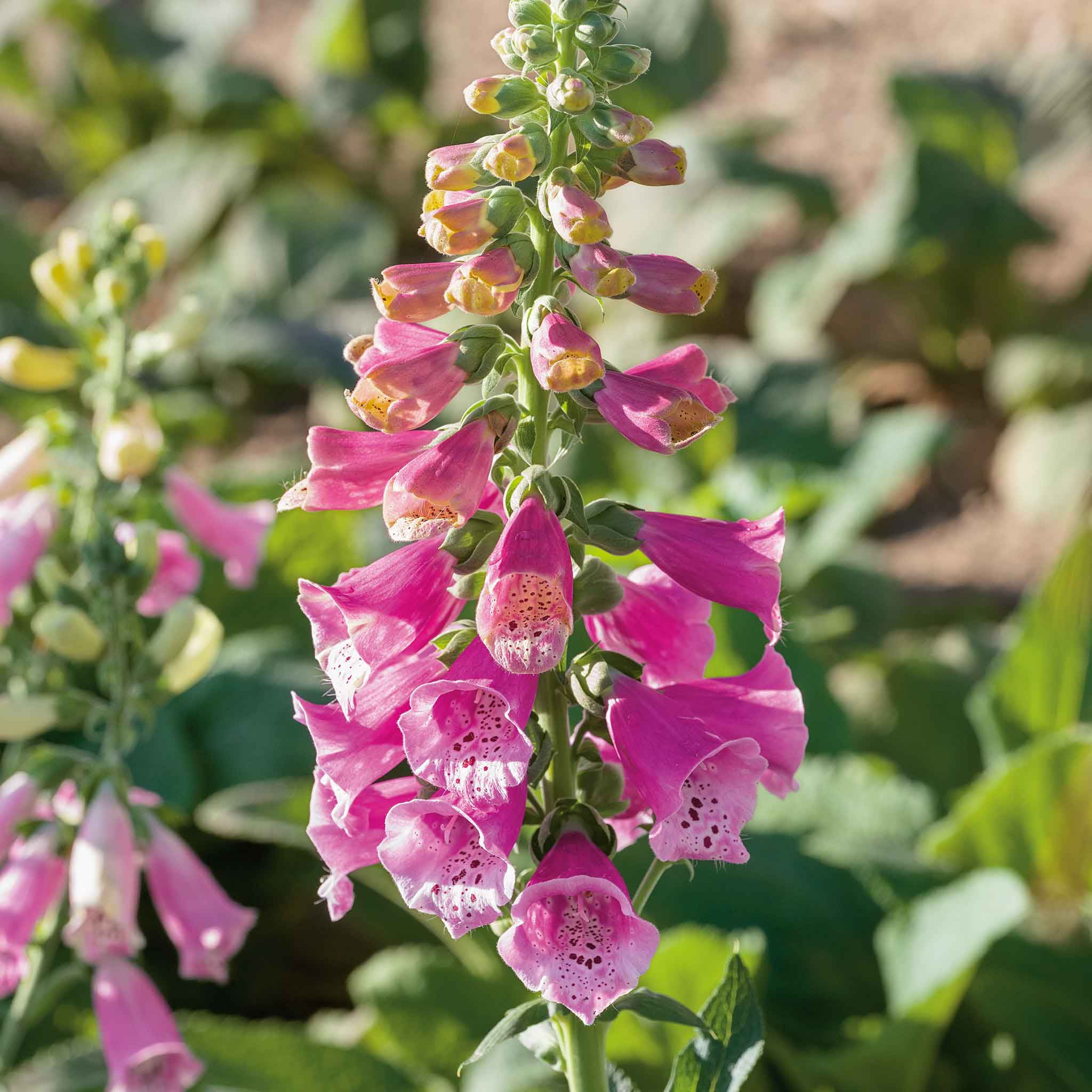 Eden Brothers Foxglove Seeds (Dwarf) - Foxy Mix - Walmart.com