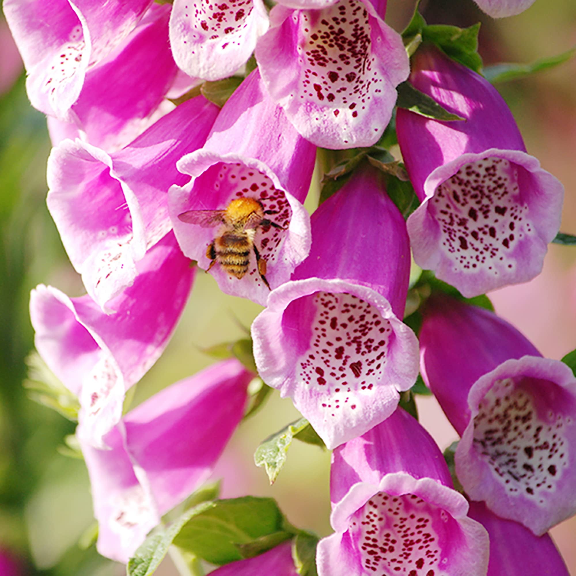 Foxglove Seeds Seeds SCH4 Digiitalis Attracts Butterflies & Bees Hardy Biennial Bed Border ...