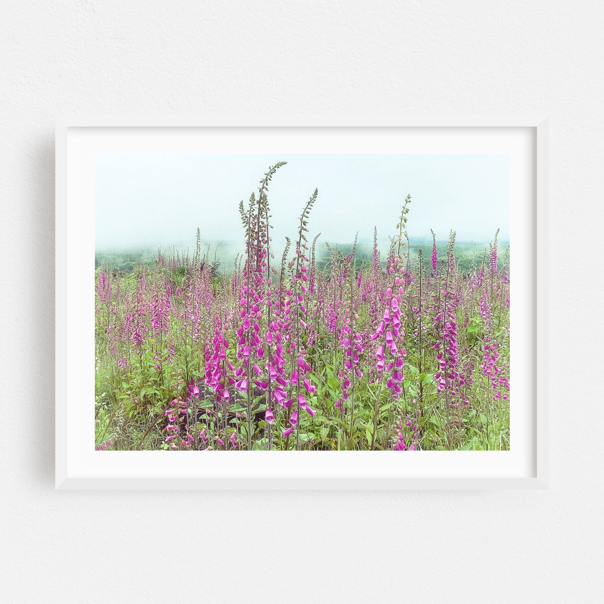 Foxglove - Washington Photography Flowers Floral Nature Botanical Foggy ...