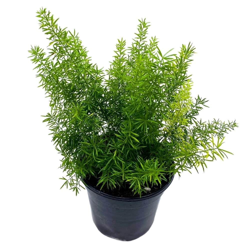 Foxtail Fern, 4 inch Asparagus densiflorus, Fluffy Perennial Evergreen ...
